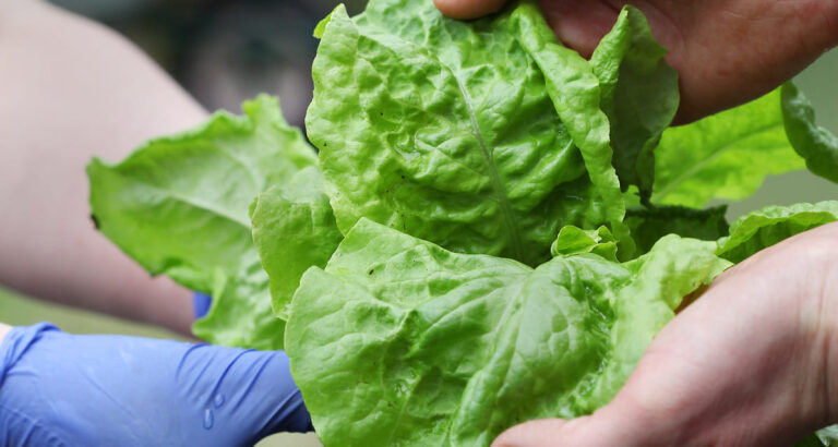 Mildiu en la lechuga: síntomas y tratamiento - Orang Growth